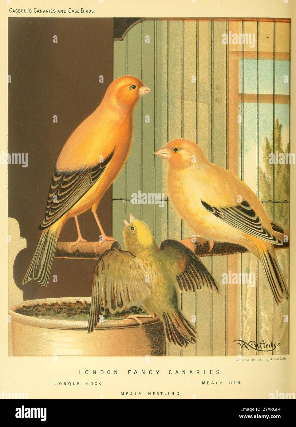 The illustrated book of canaries and cage-birds, British and foreign ...