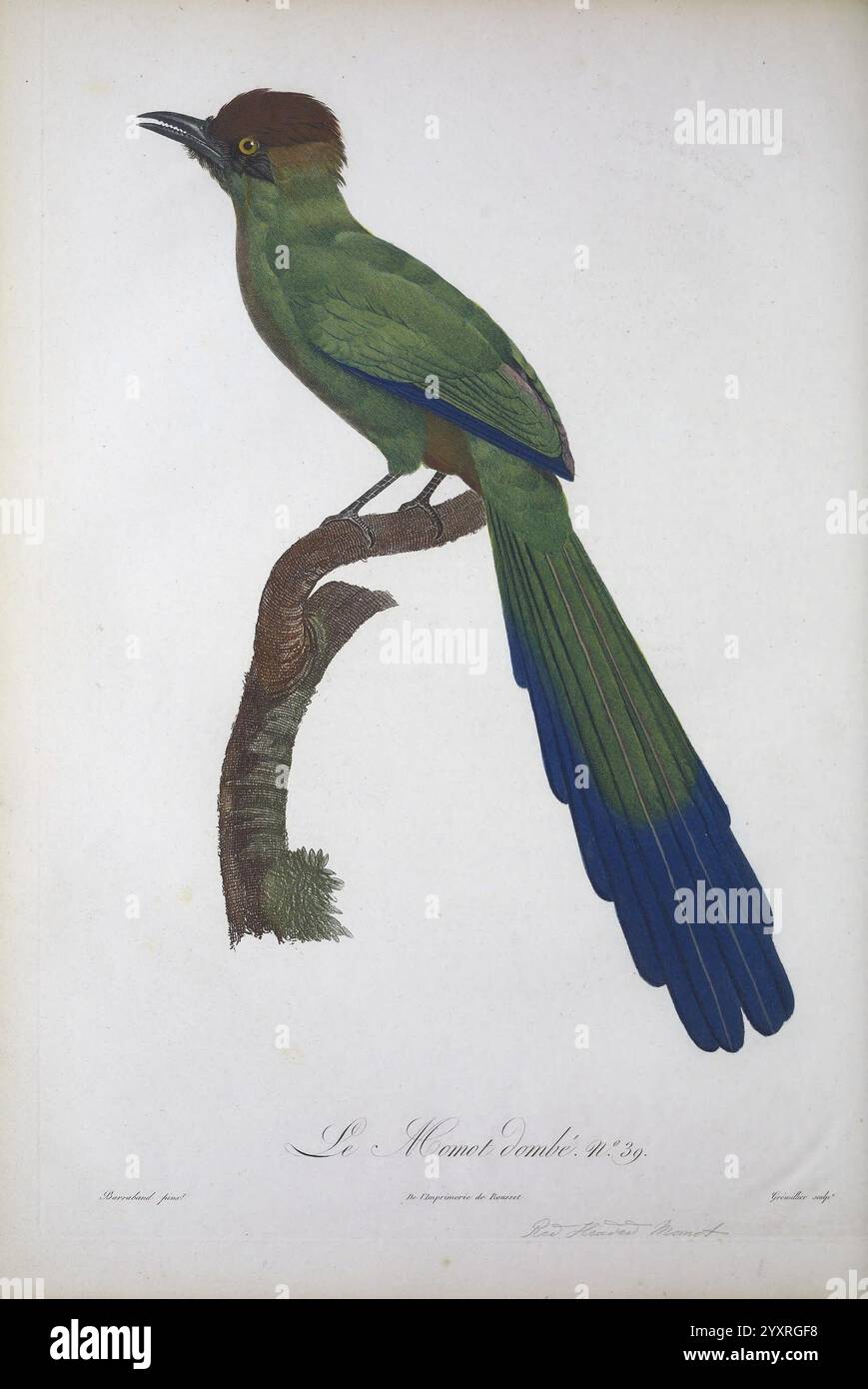 Creatures regal stance hi-res stock photography and images - Alamy