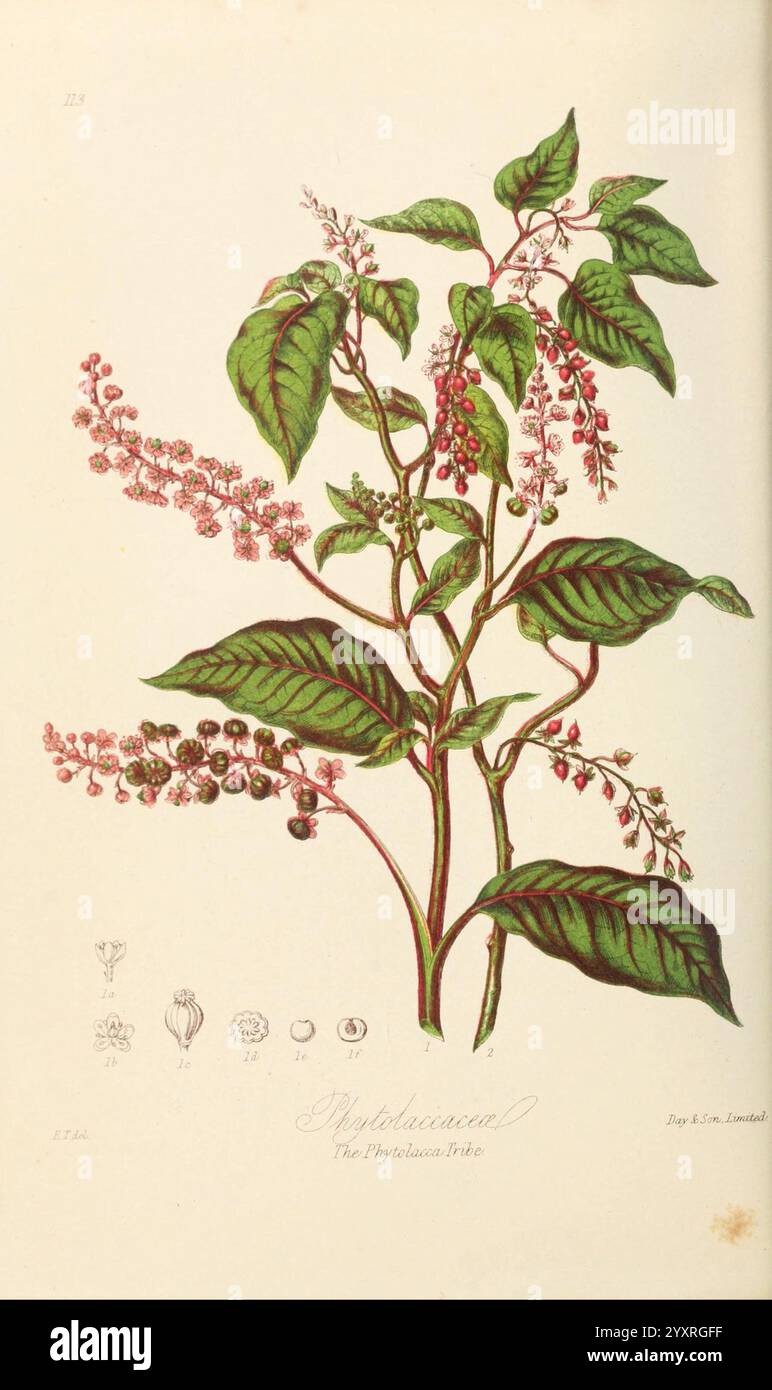 Illustrations of the Natural Orders of Plants with Groups and ...