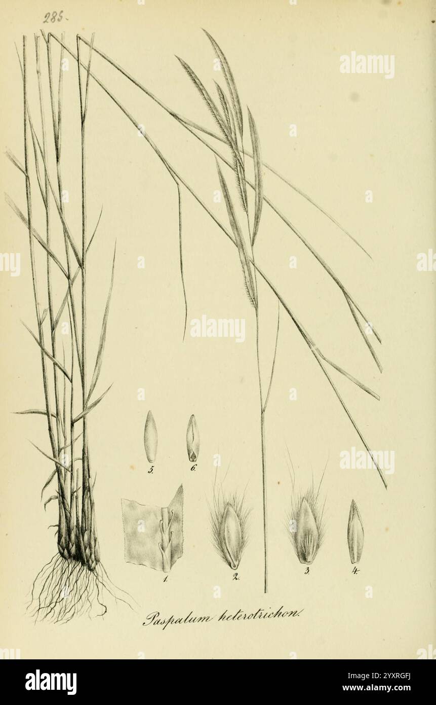 Understanding grass morphology hi-res stock photography and images - Alamy