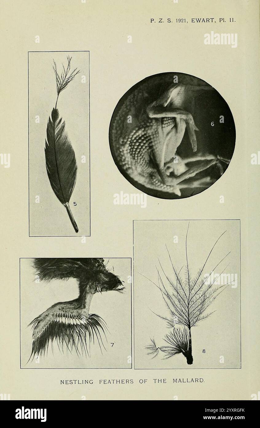 Central circular section highlights hi-res stock photography and images ...
