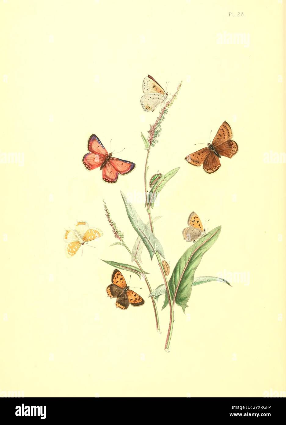 Multiple butterfly species hi-res stock photography and images - Alamy