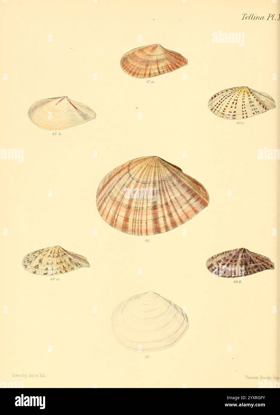 Conchologia iconica, or Illustrations of the shells of molluscous ...