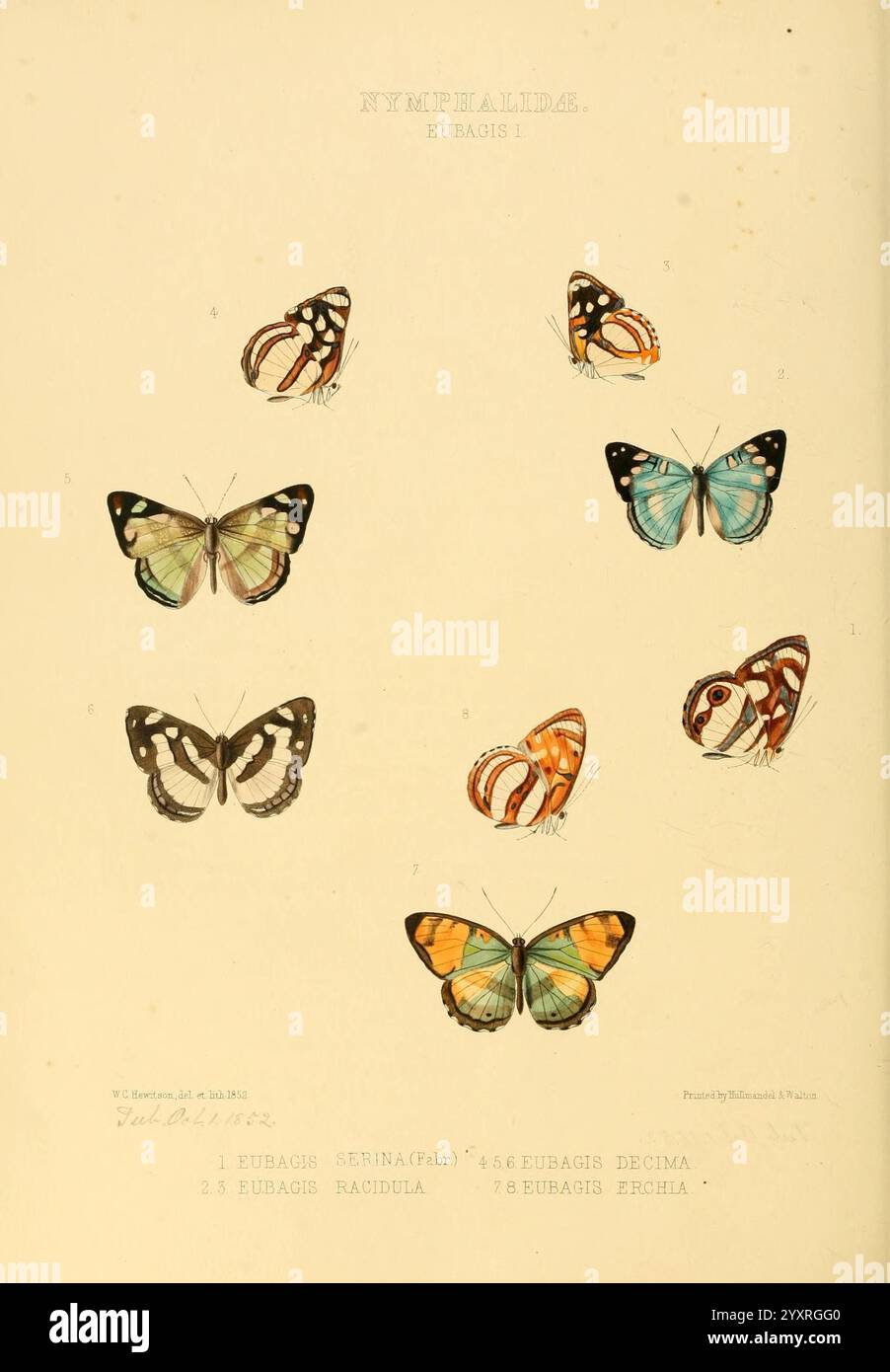 Illustrations of new species of exotic butterflies, London, John Van ...