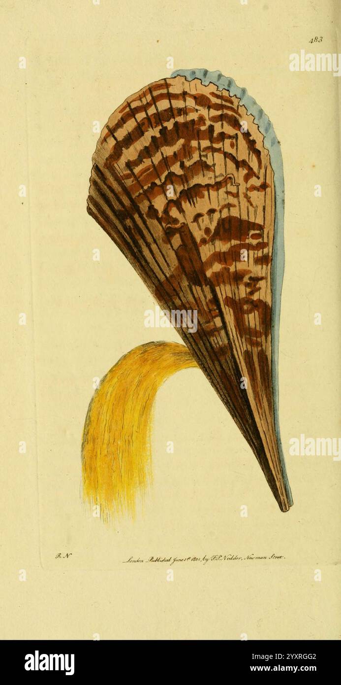 Descriptions and illustrations of mollusks , mollusks, pictorial works ...
