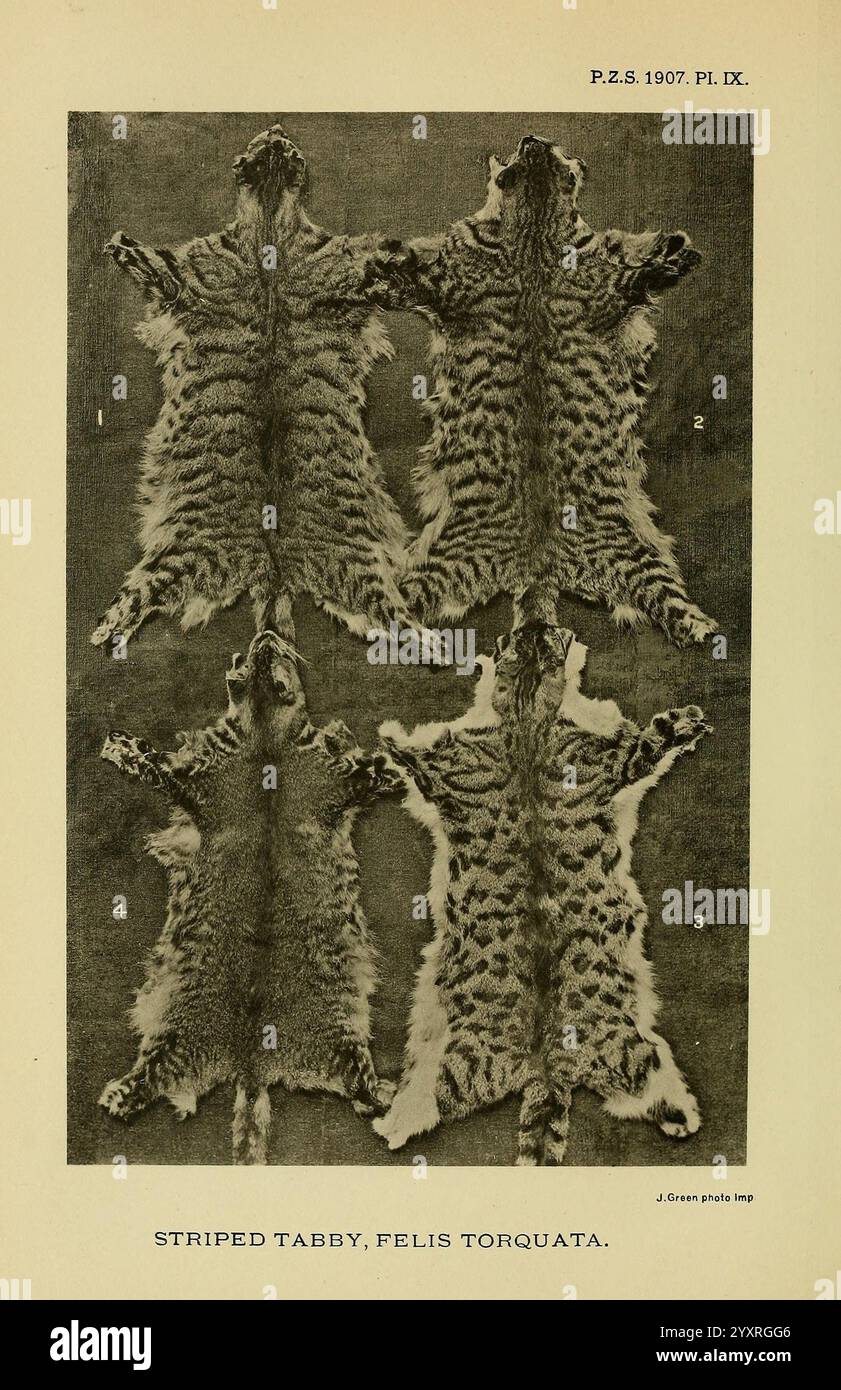 Feline morphology hi-res stock photography and images - Alamy