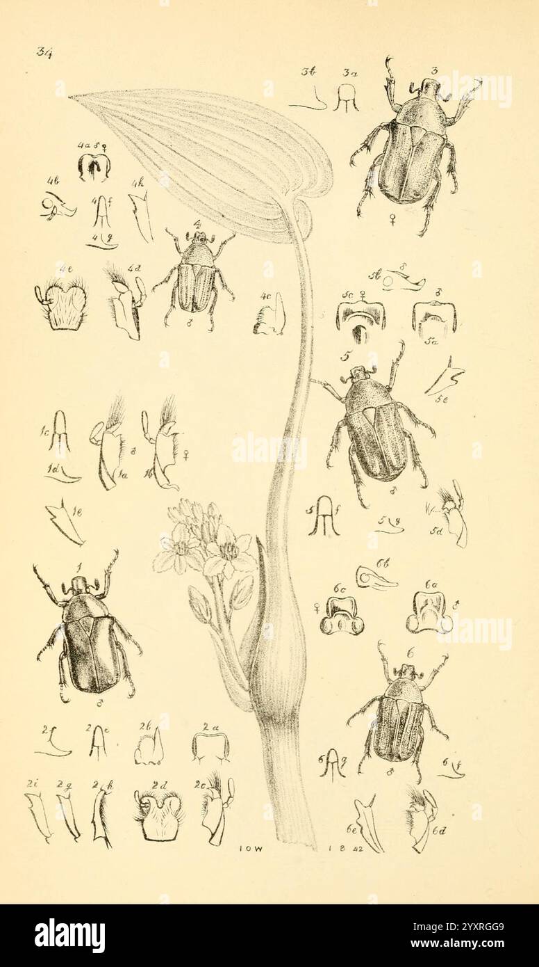 Arcana entomologica, or Illustrations of new, rare, and interesting ...