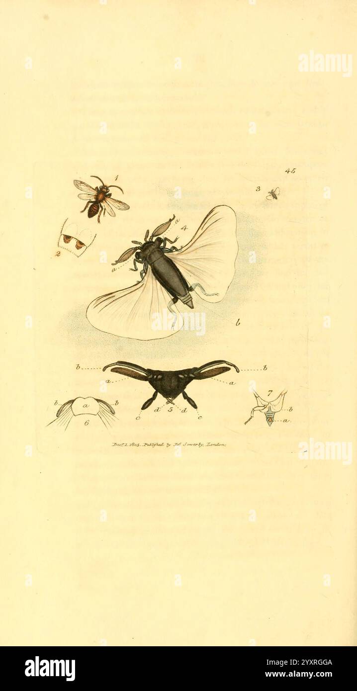 Striking moth exhibits hi-res stock photography and images - Alamy