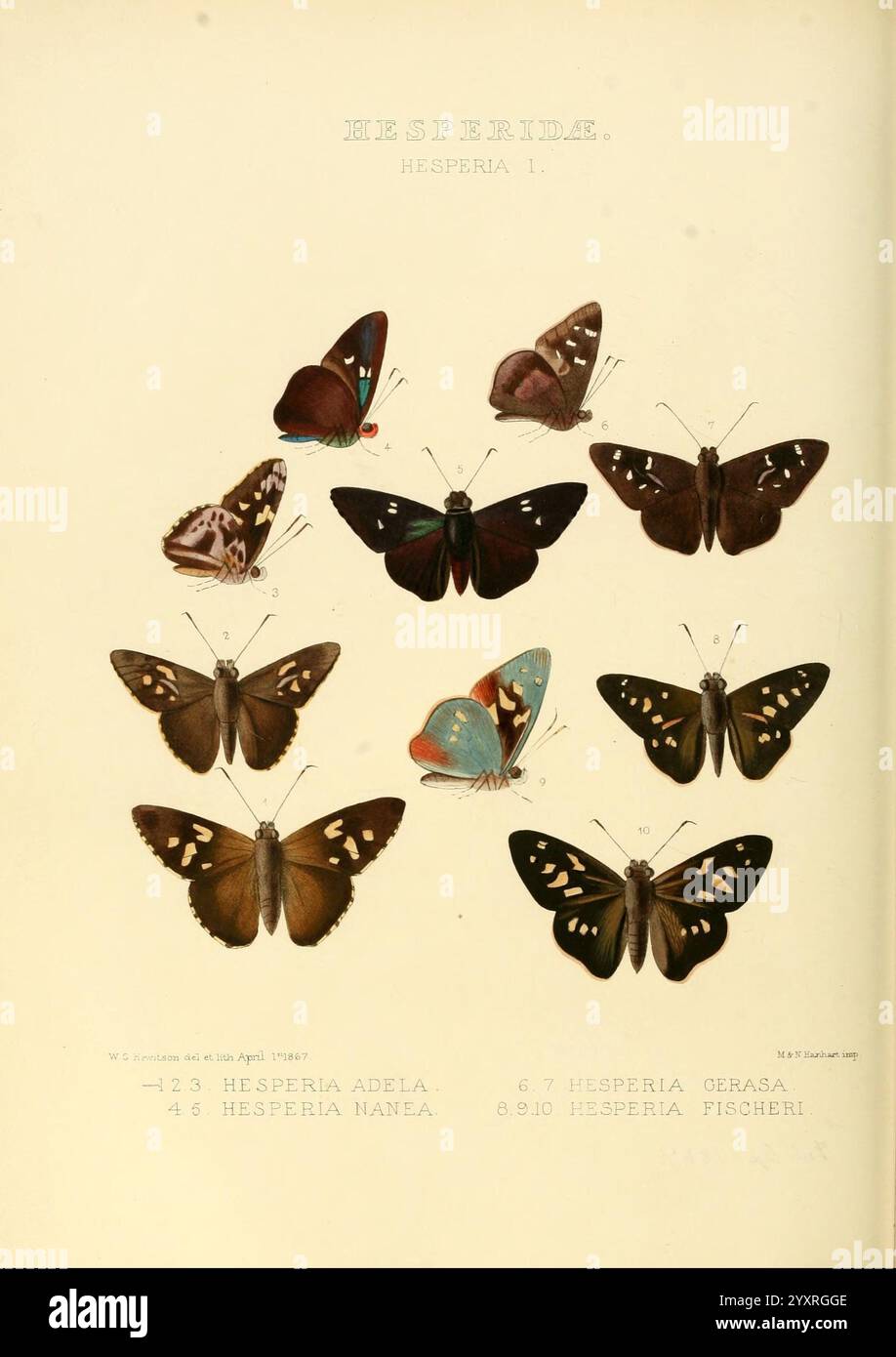 Highlighting distinctive wing patterns hi-res stock photography and ...