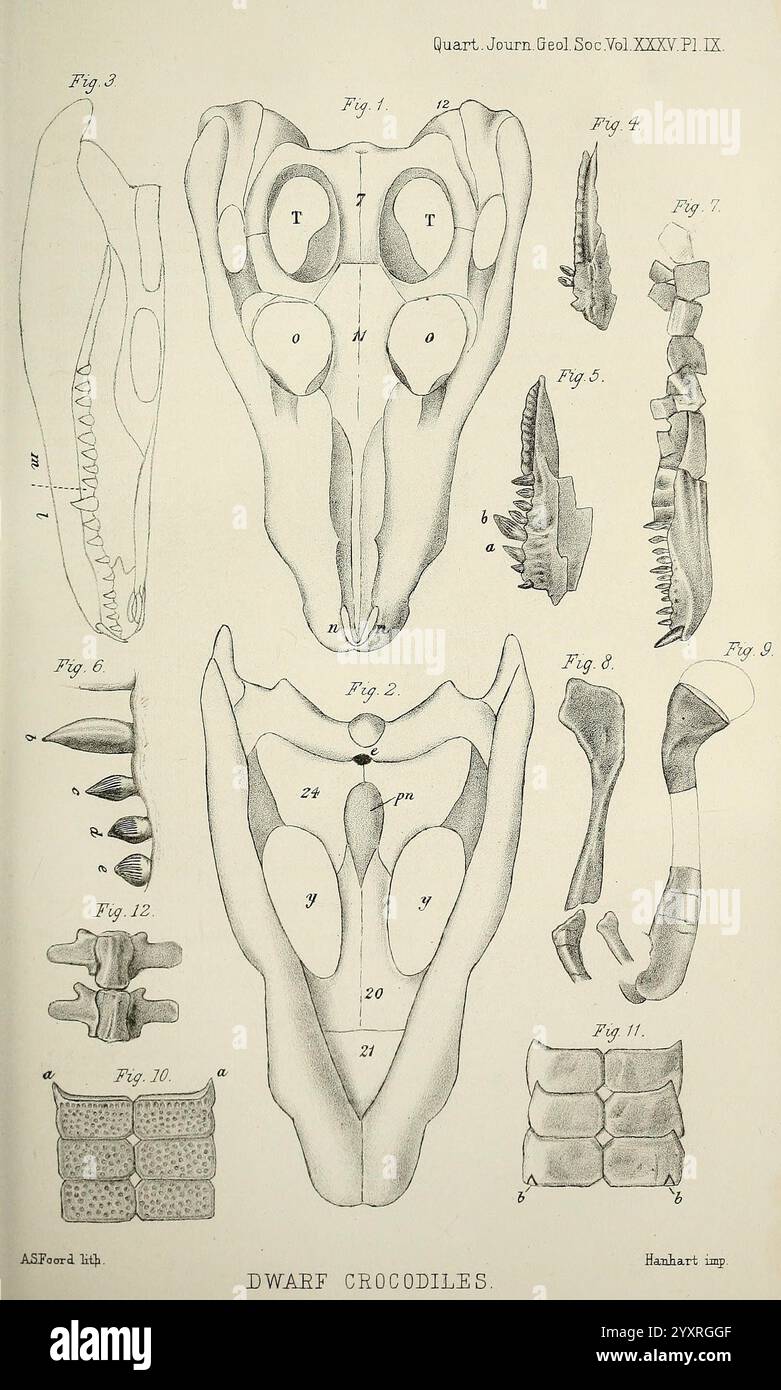 Dwarf crocodiles anatomy hi-res stock photography and images - Alamy