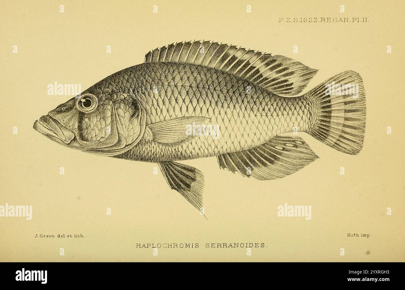 Fishs anatomical features captures hi-res stock photography and images ...