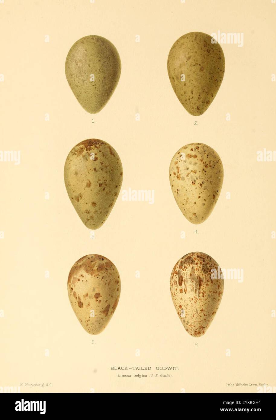 Eggs of British birds, London, R.H. Porter, 1895-96, Great Britain ...