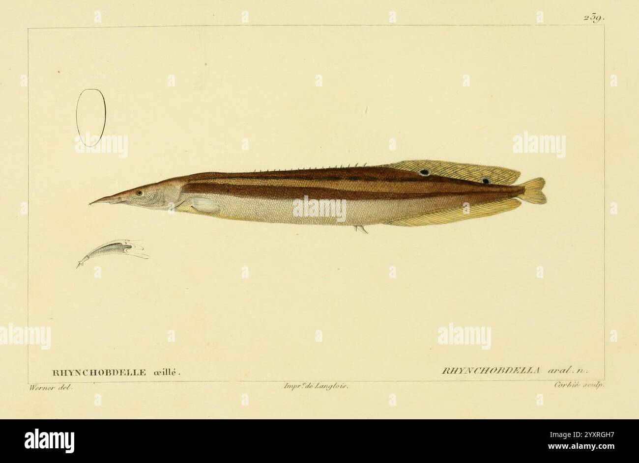 Stripe spiny eel hi-res stock photography and images - Alamy