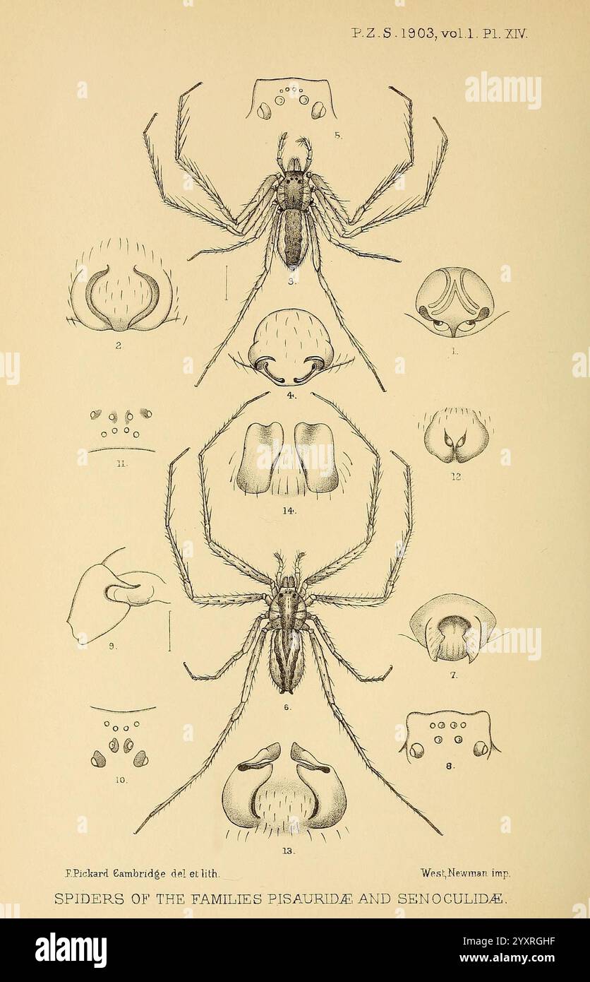 Numbered section features distinct anatomical structures hi-res stock ...