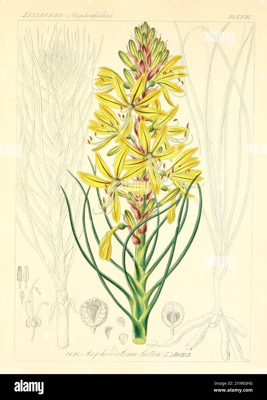 Additional flower varieties hi-res stock photography and images - Alamy