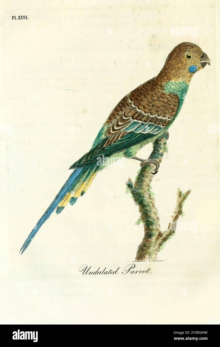 A general history of birds, Winchester England, Printed by Jacob and ...
