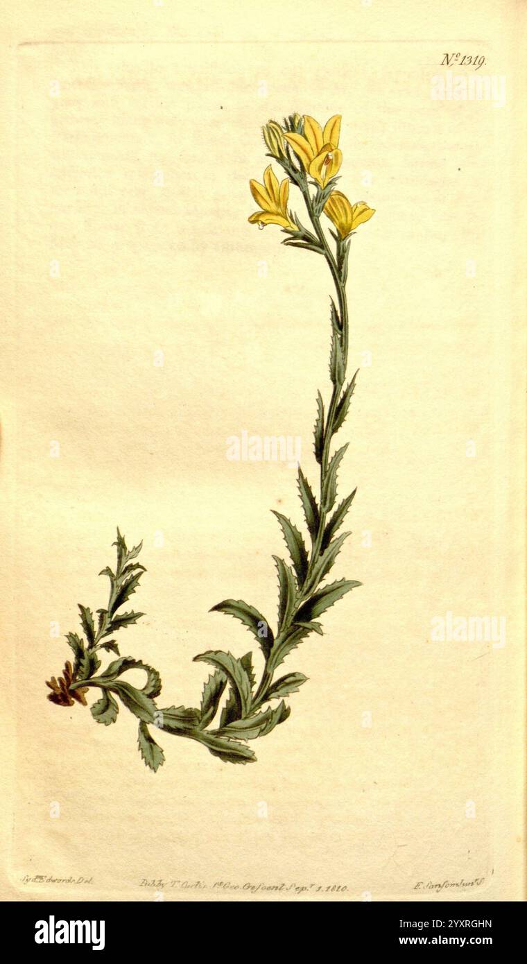 Plants ornamental curtis lobelia lutea monopsis lutea taxonomy hi-res ...