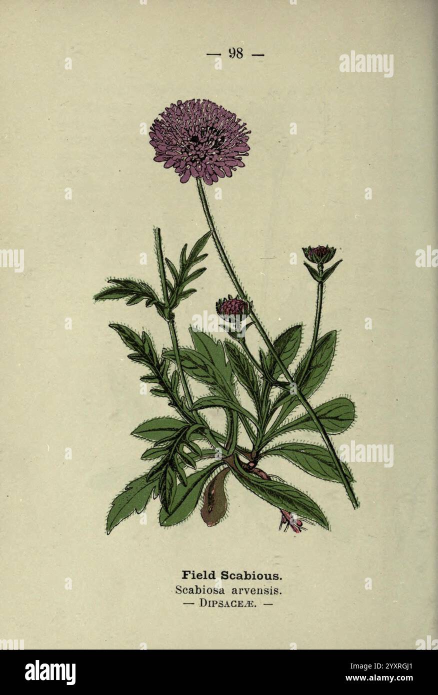 Wayside and woodland blossoms, London, F. Warne, 1895, Great Britain ...