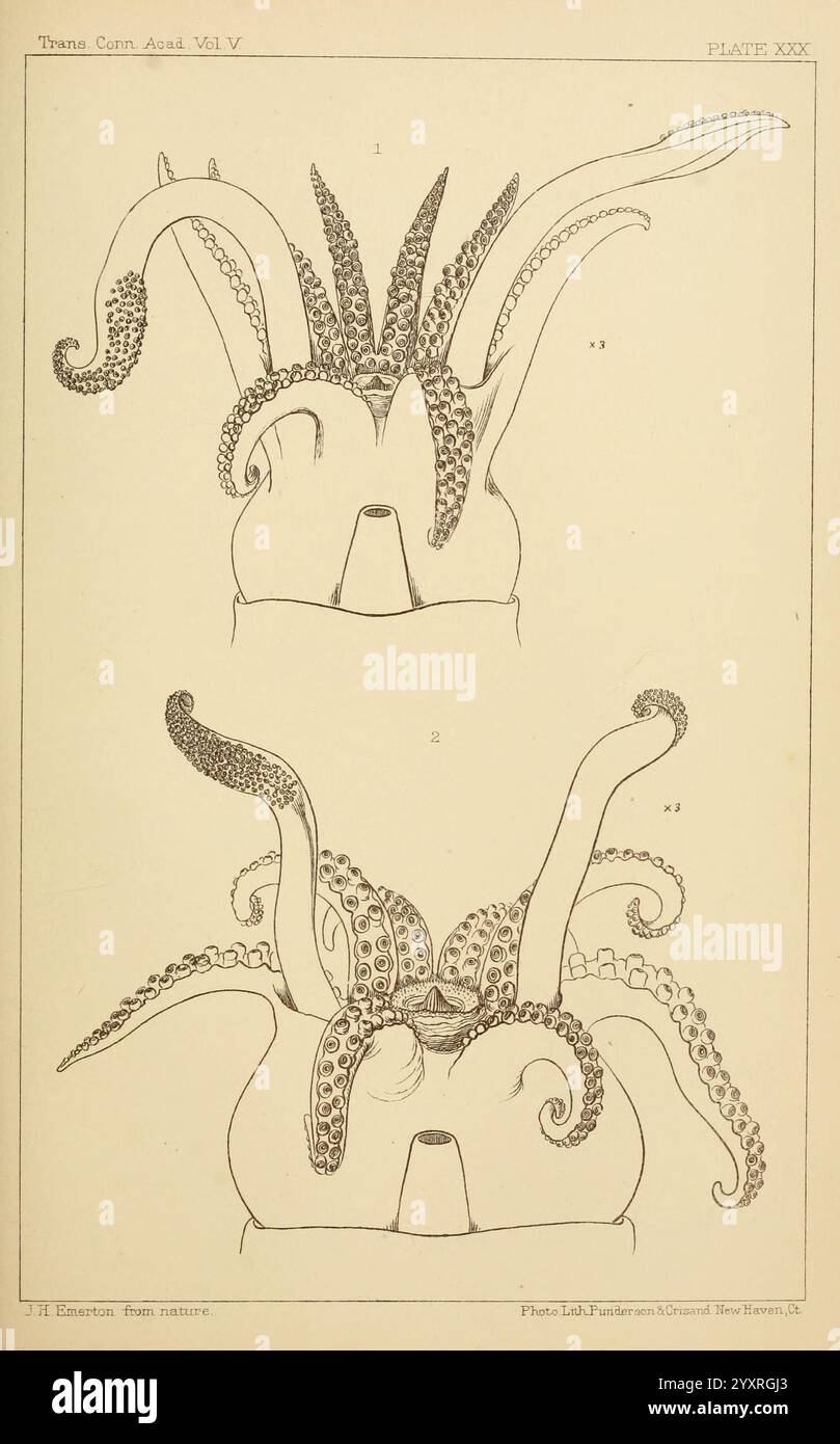 Creatures elongated tentacles hi-res stock photography and images - Alamy