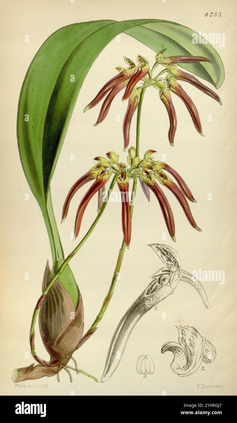 Curtis's Botanical Magazine, London, New York, botanical illustration ...