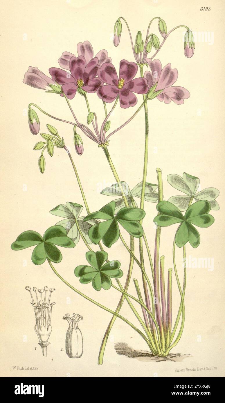 Delicate clover plant showcases hi-res stock photography and images - Alamy