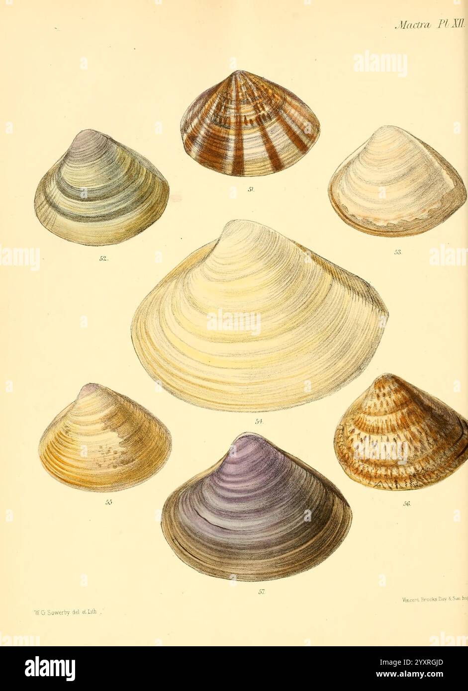Conchologia iconica, Illustrations of the shells of Mollusca animals ...