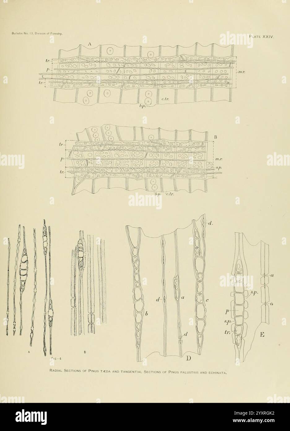 Woods histological structure hi-res stock photography and images - Alamy