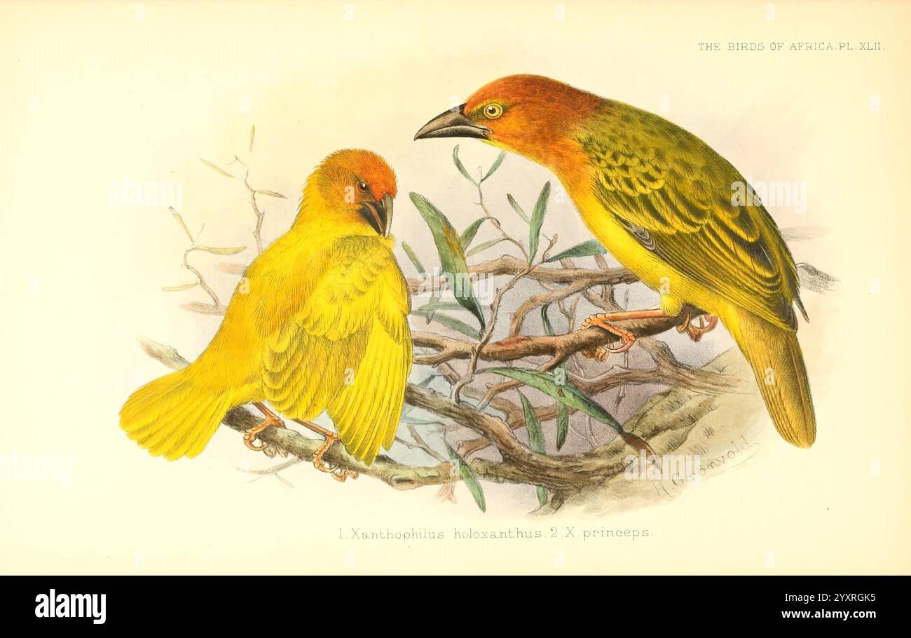 Upper bird boasts hi-res stock photography and images - Alamy