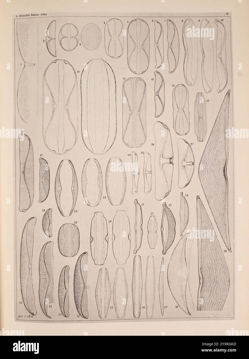 Various diatom forms hi-res stock photography and images - Alamy