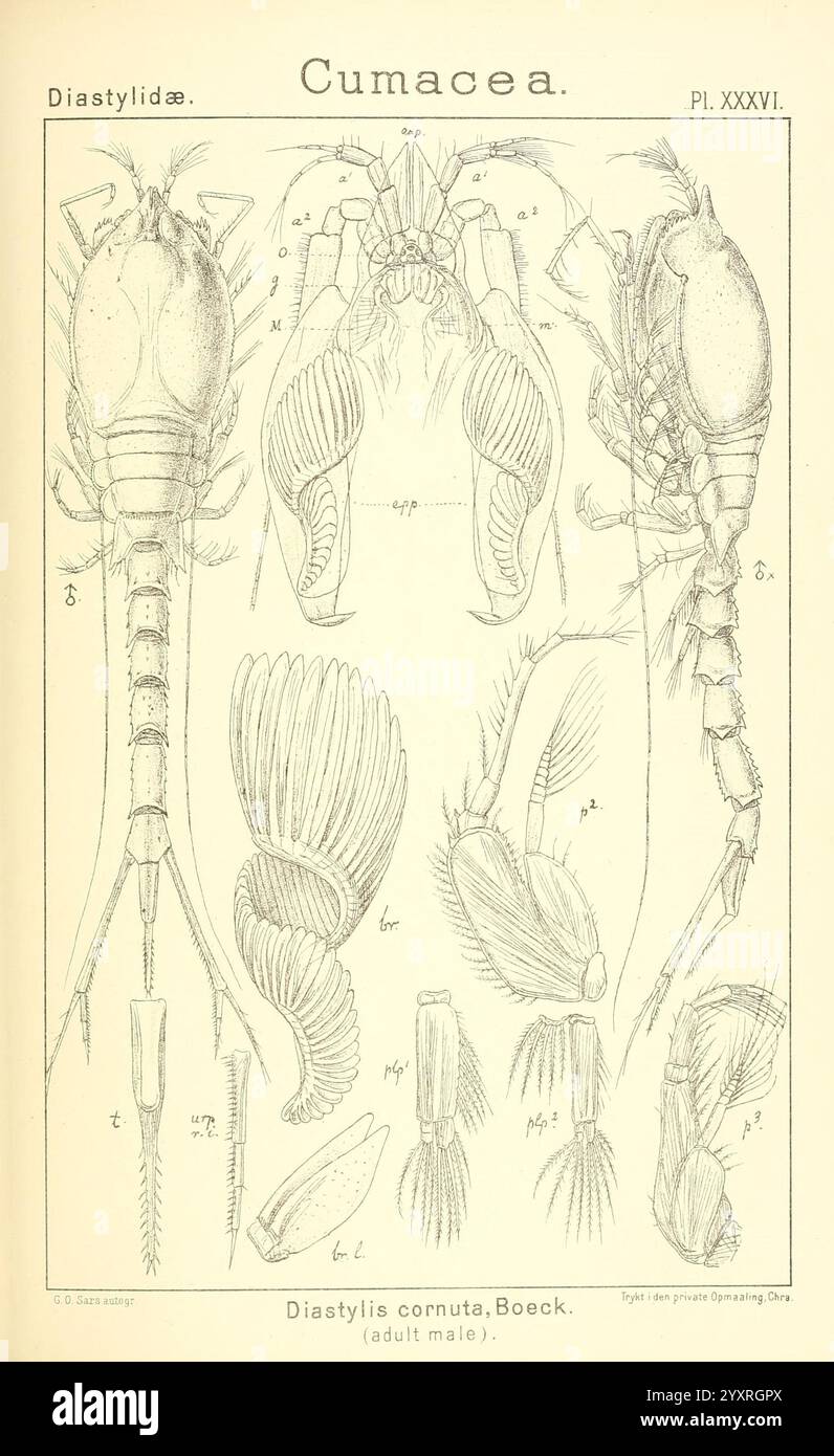 An account of the Crustacea of Norway, Christiania, A. Cammermeyer ...