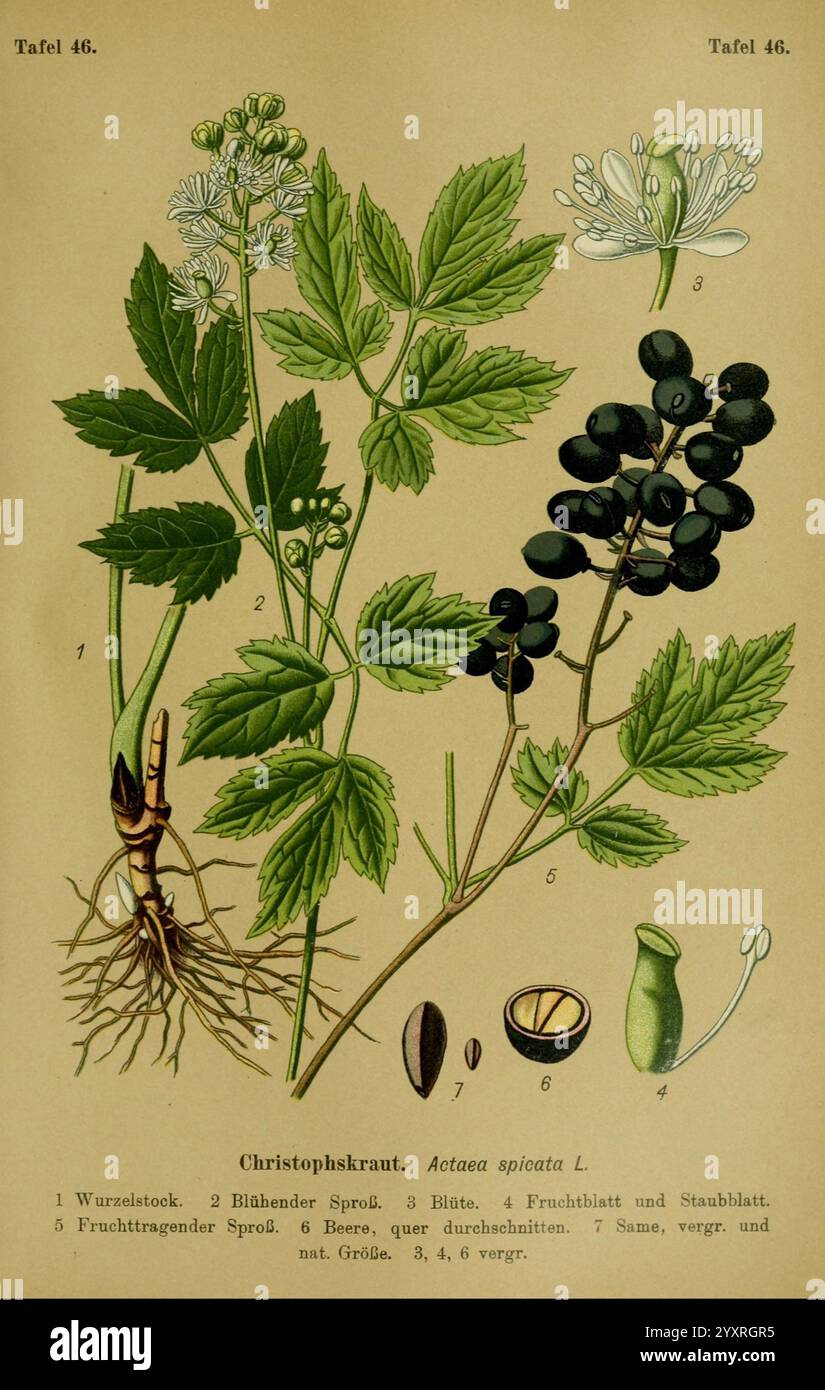 Plants root system showcases hi-res stock photography and images - Alamy