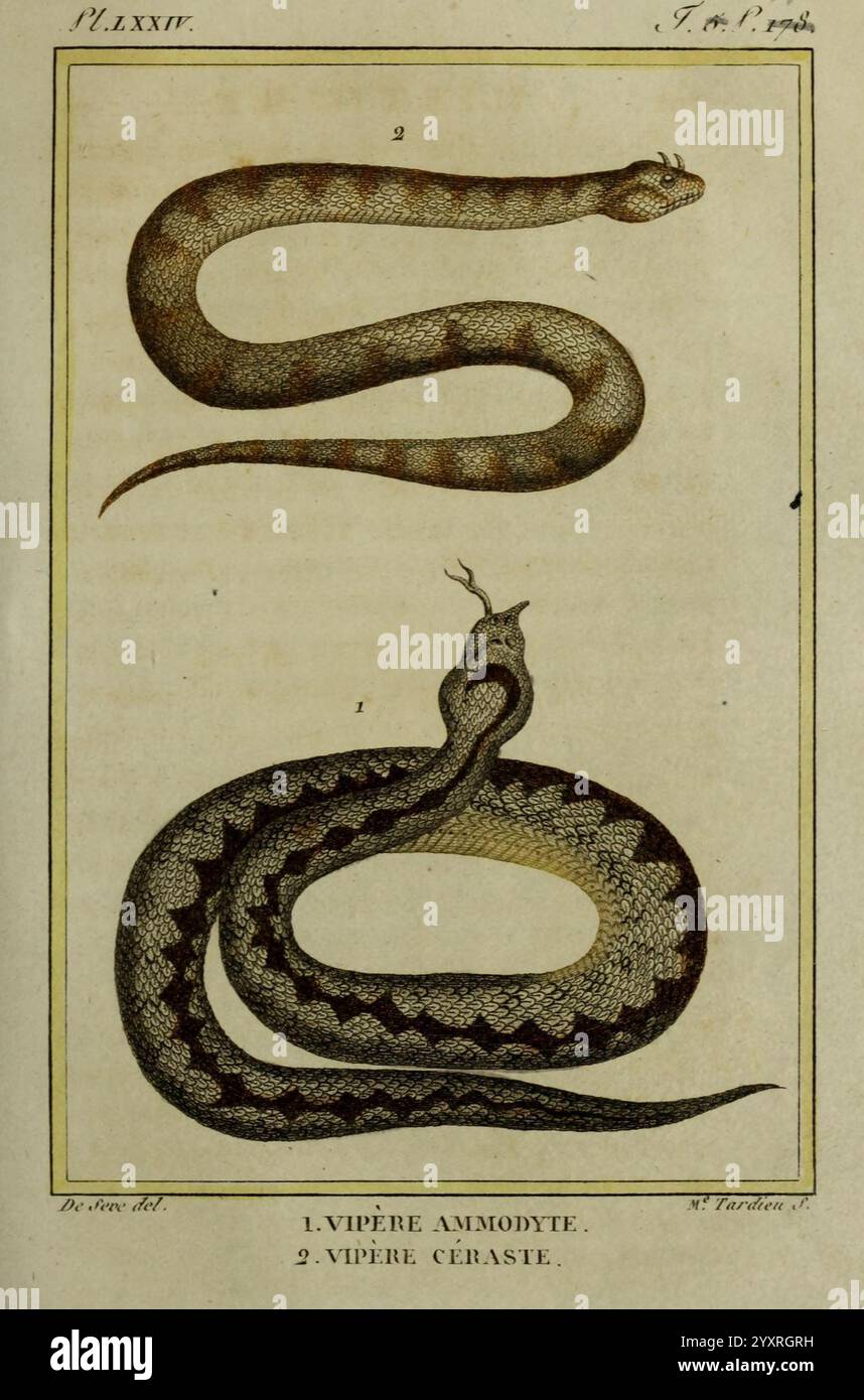 Histoire naturelle, générale et particulière, des reptiles, A Paris, De ...
