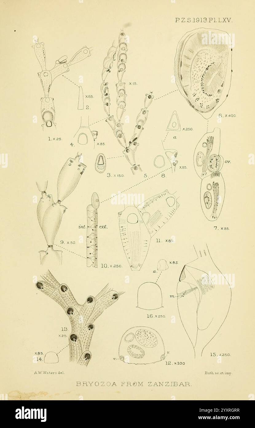Proceedings of the Zoological Society of London, London, Academic Press ...