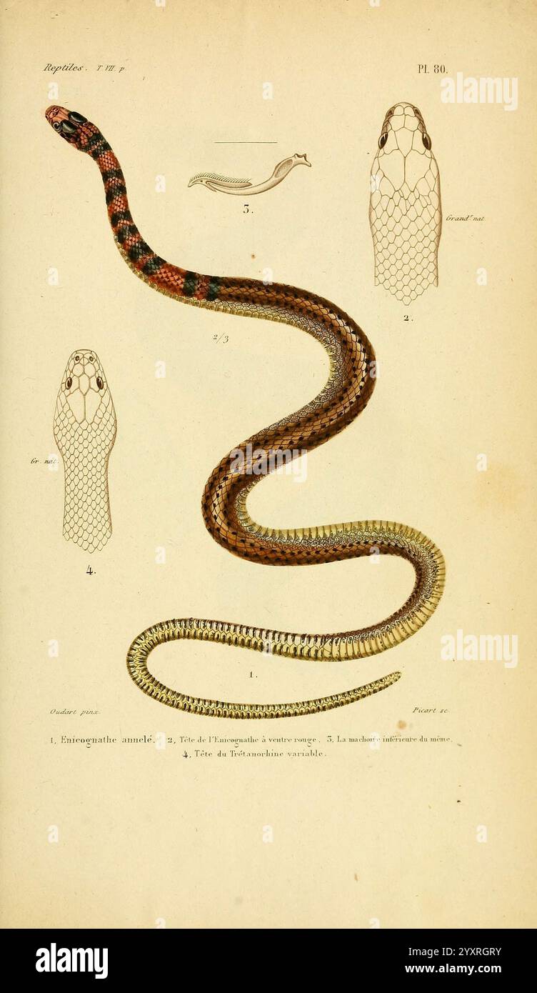 Detailed illustration showcases various snake species hi-res stock ...