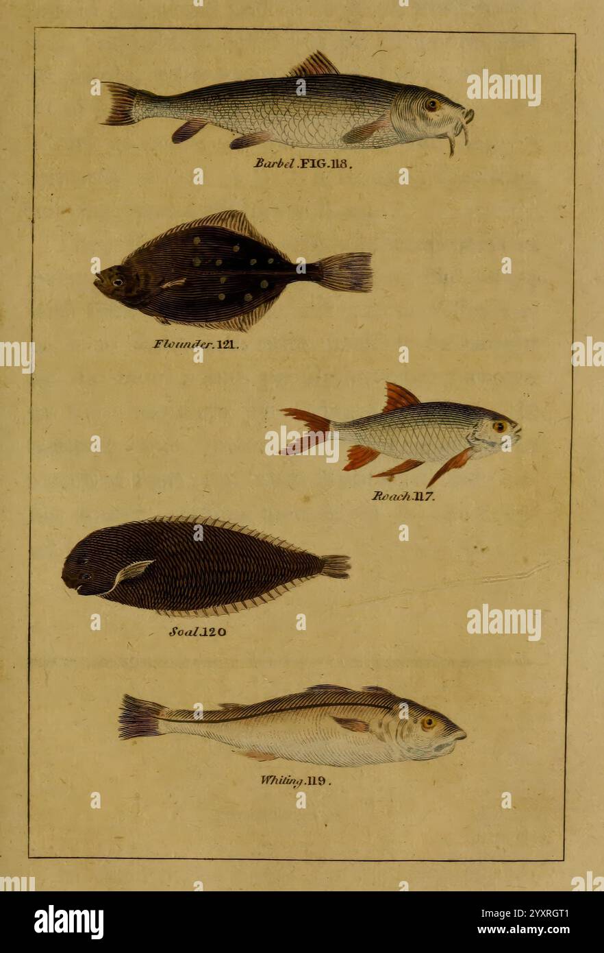 Natural, history, of, birds, fish, insects, and, reptiles, v.4, London ...