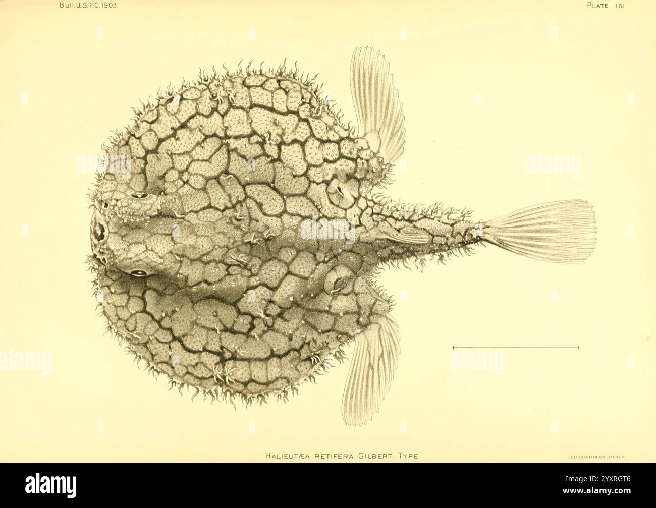 Hsa fish hi-res stock photography and images - Alamy