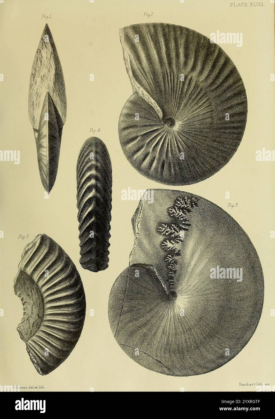 Classification hints hi-res stock photography and images - Alamy