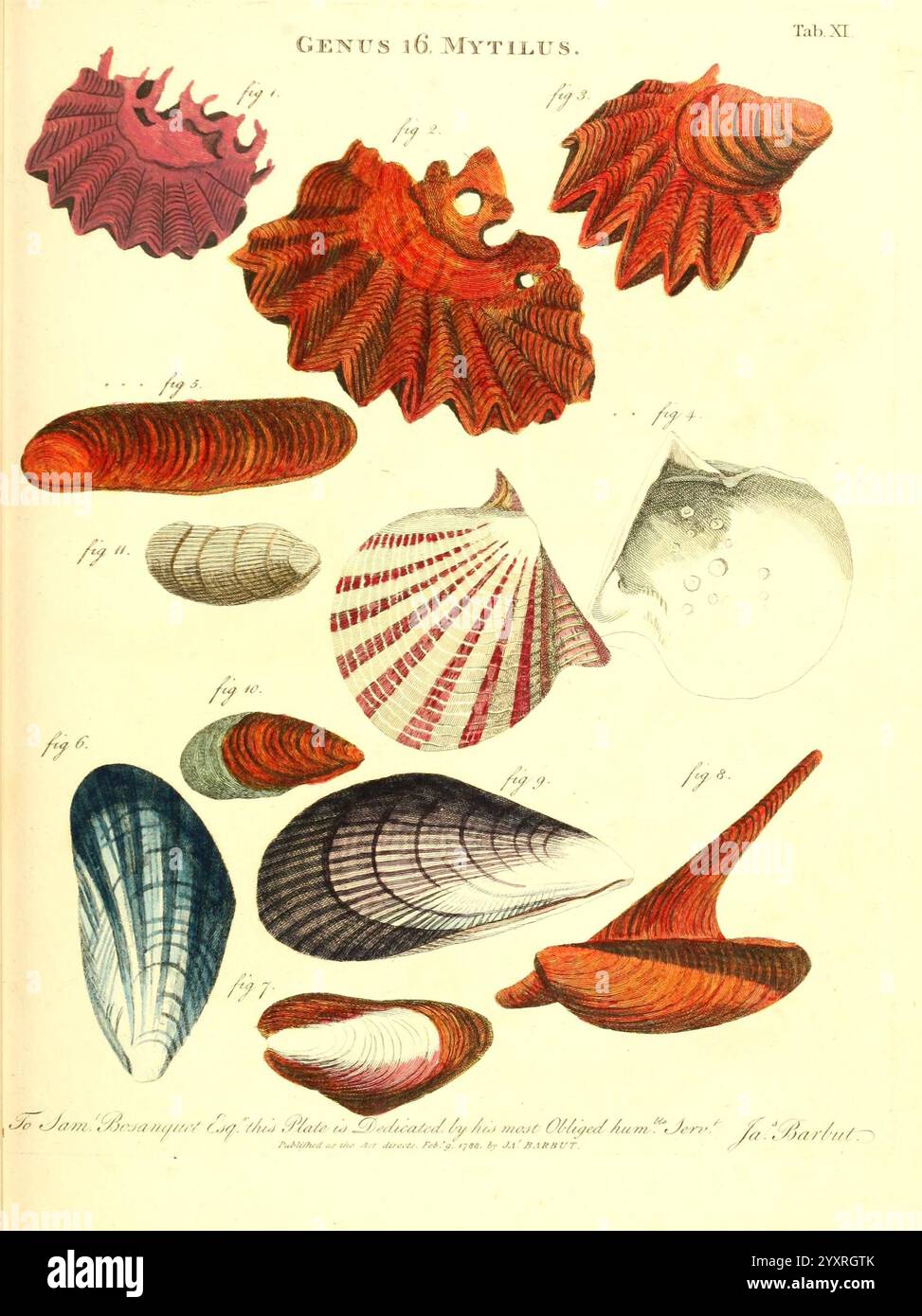 Mytilus viridis hi-res stock photography and images - Alamy