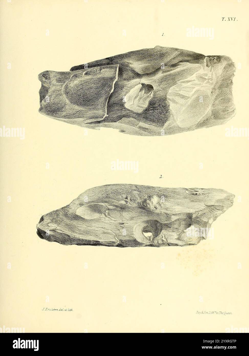 A monograph on the fossil Reptilia of the Cretaceous formations. London ...