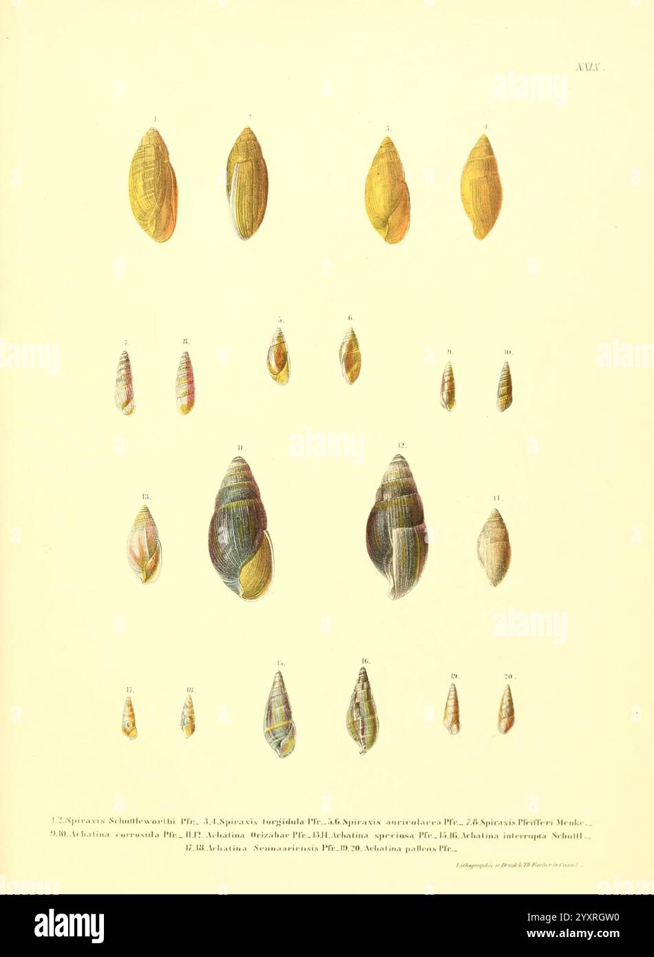 Beauty of natural forms in malacology hi-res stock photography and ...