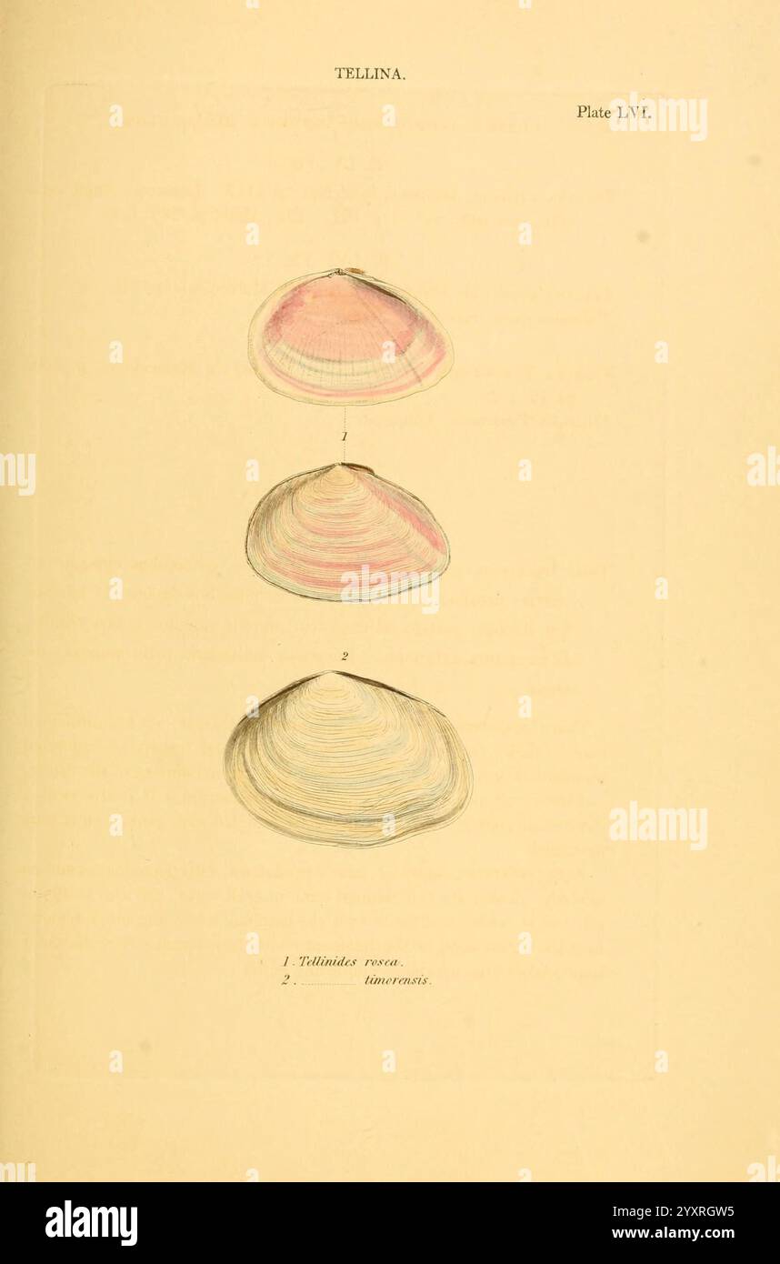 Conchologia systematica, or Complete system of conchology London ...