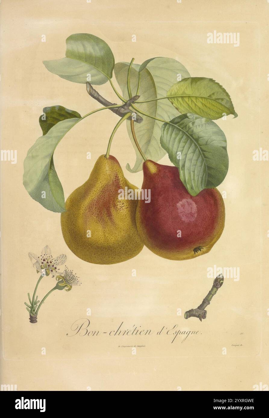 Two distinct pears hi-res stock photography and images - Alamy