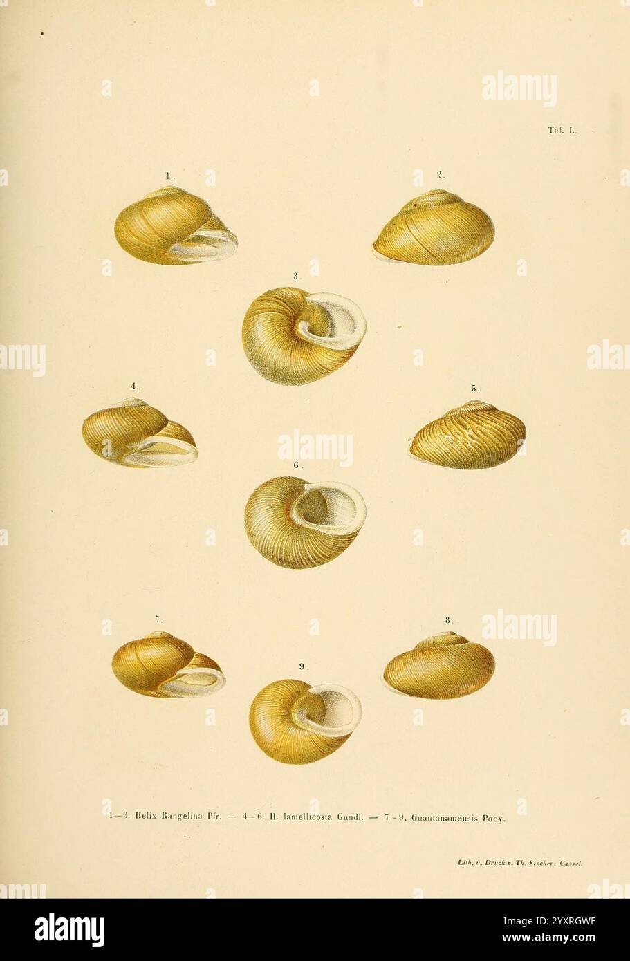 Novitates conchologicae, Cassel, T. Fischer, 1854-79, mollusks ...