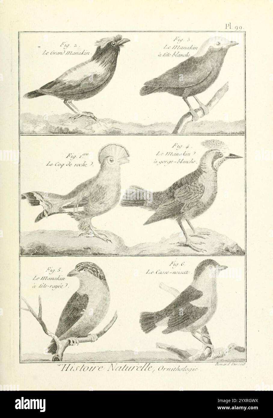 Six distinct bird species hi-res stock photography and images - Alamy