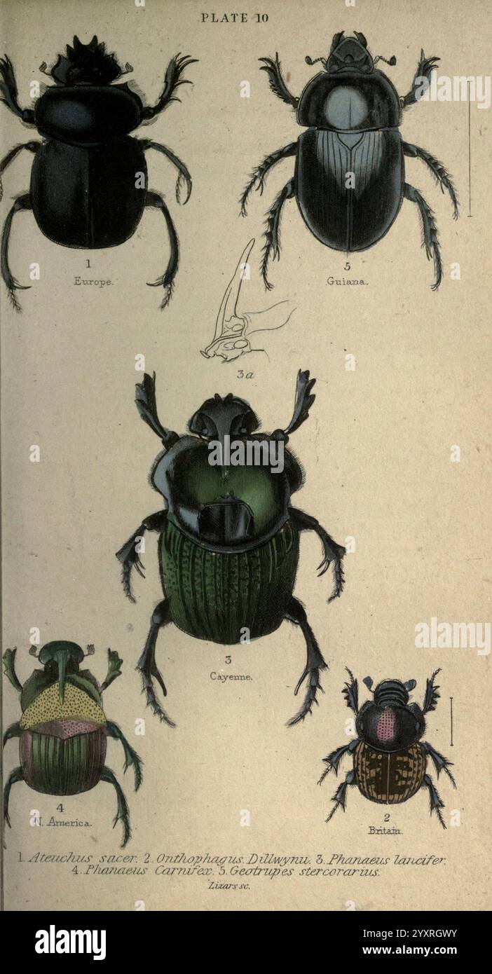 Exhibits unique body markings hi-res stock photography and images - Alamy