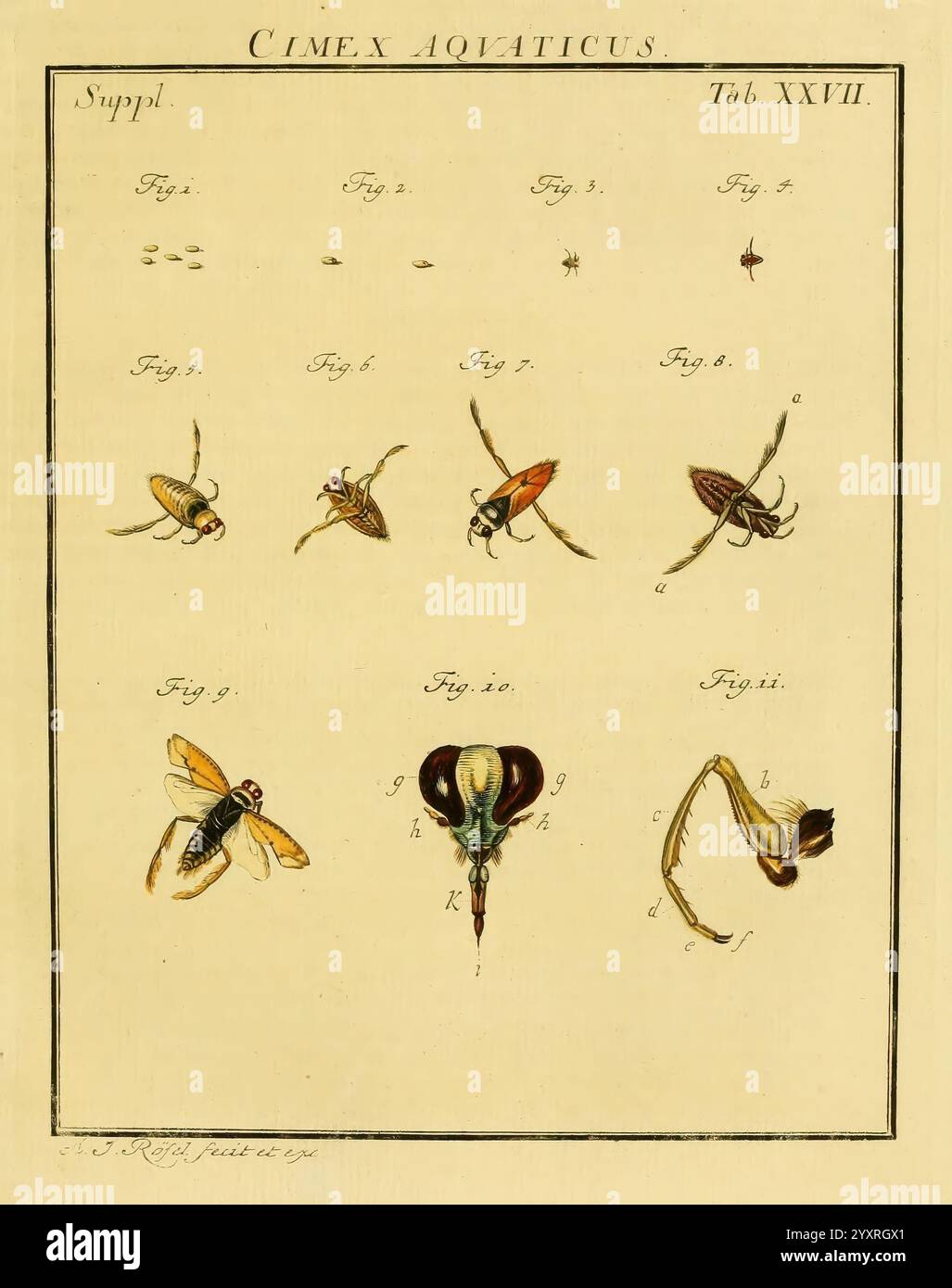 Impressive aquatic specimen hi-res stock photography and images - Alamy