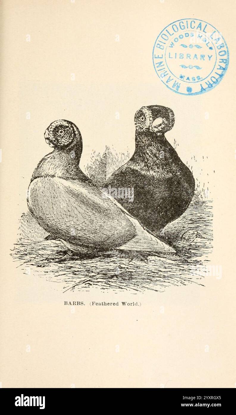 Pigeons and all about them Boston C.E. Twombly [c1898] pigeons Woods ...