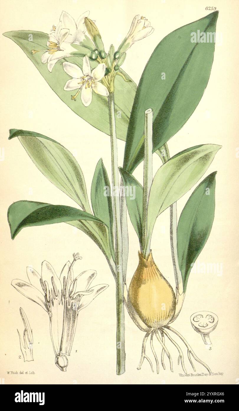 Featuring detailed botanical drawings hi-res stock photography and ...