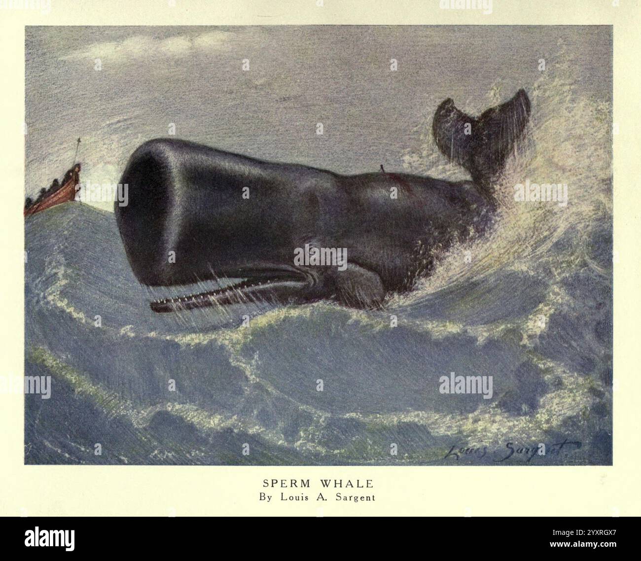 Physeter macrocephalus taxonomy hi-res stock photography and images - Alamy