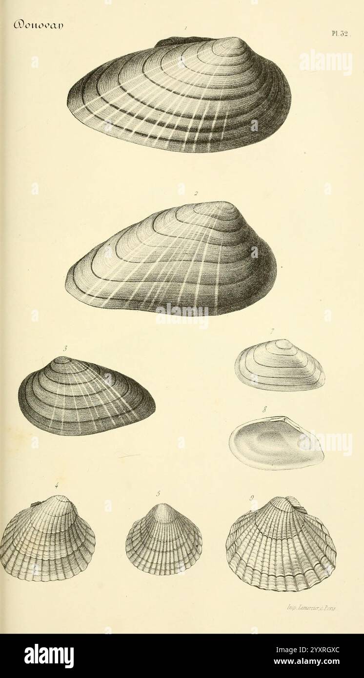 Specific types illustrated hi-res stock photography and images - Alamy